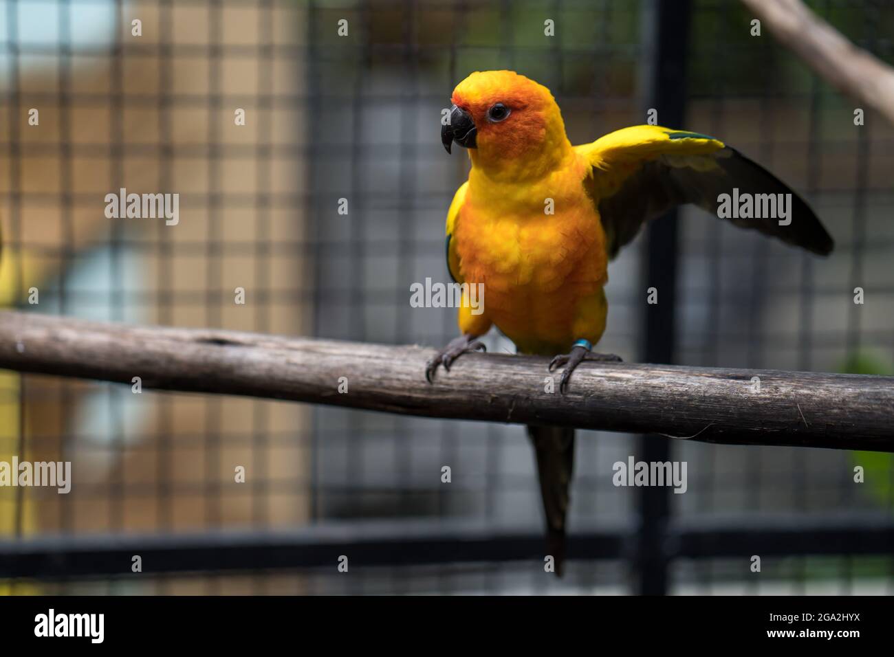 Parrot on a stick hi-res stock photography and images - Alamy