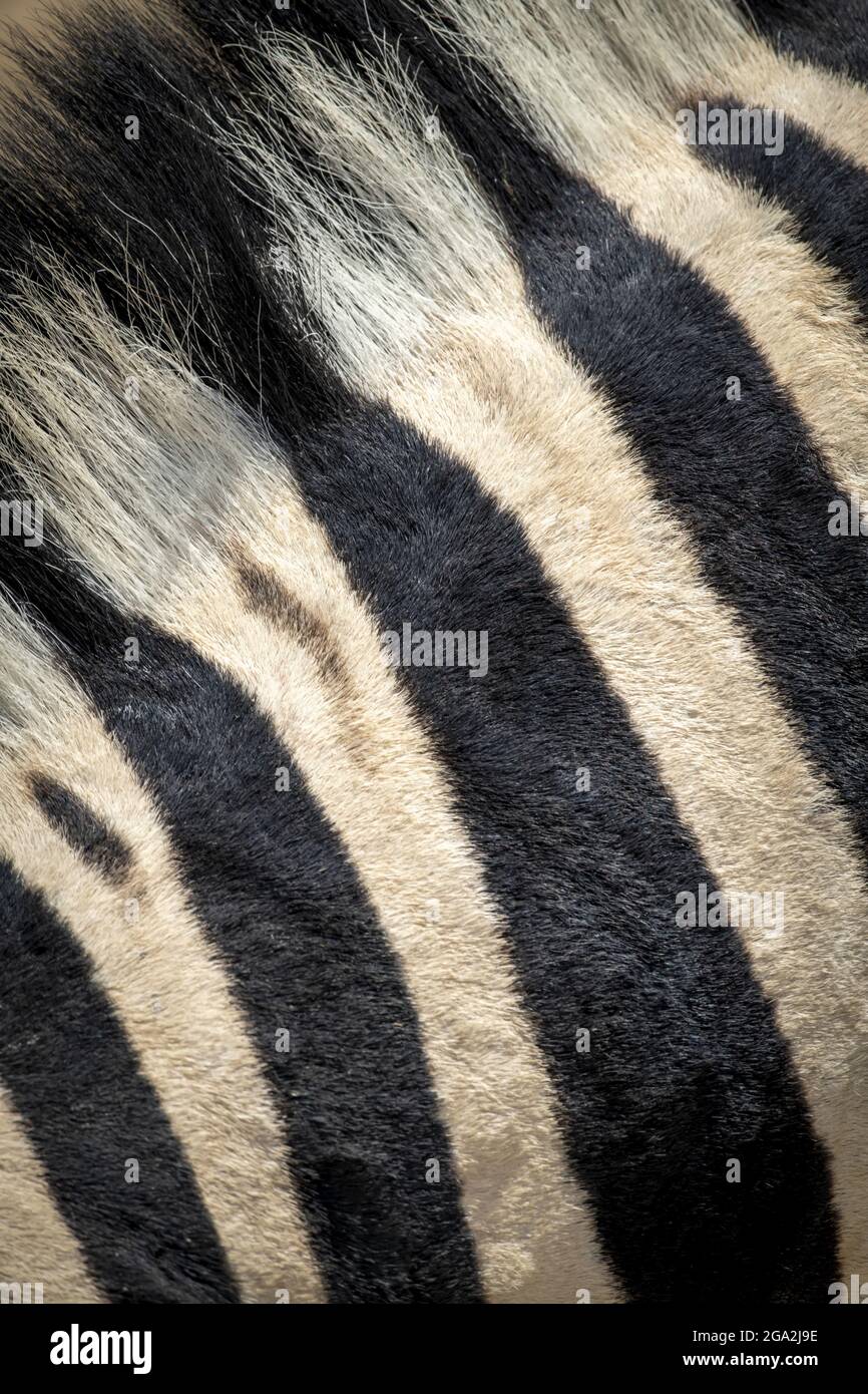 Zebra mane hi-res stock photography and images - Alamy