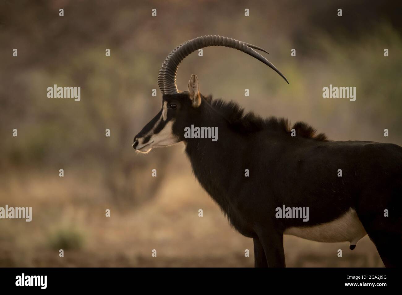 Portrait of male sable antelope (Hippotragus niger) standing in profile ...