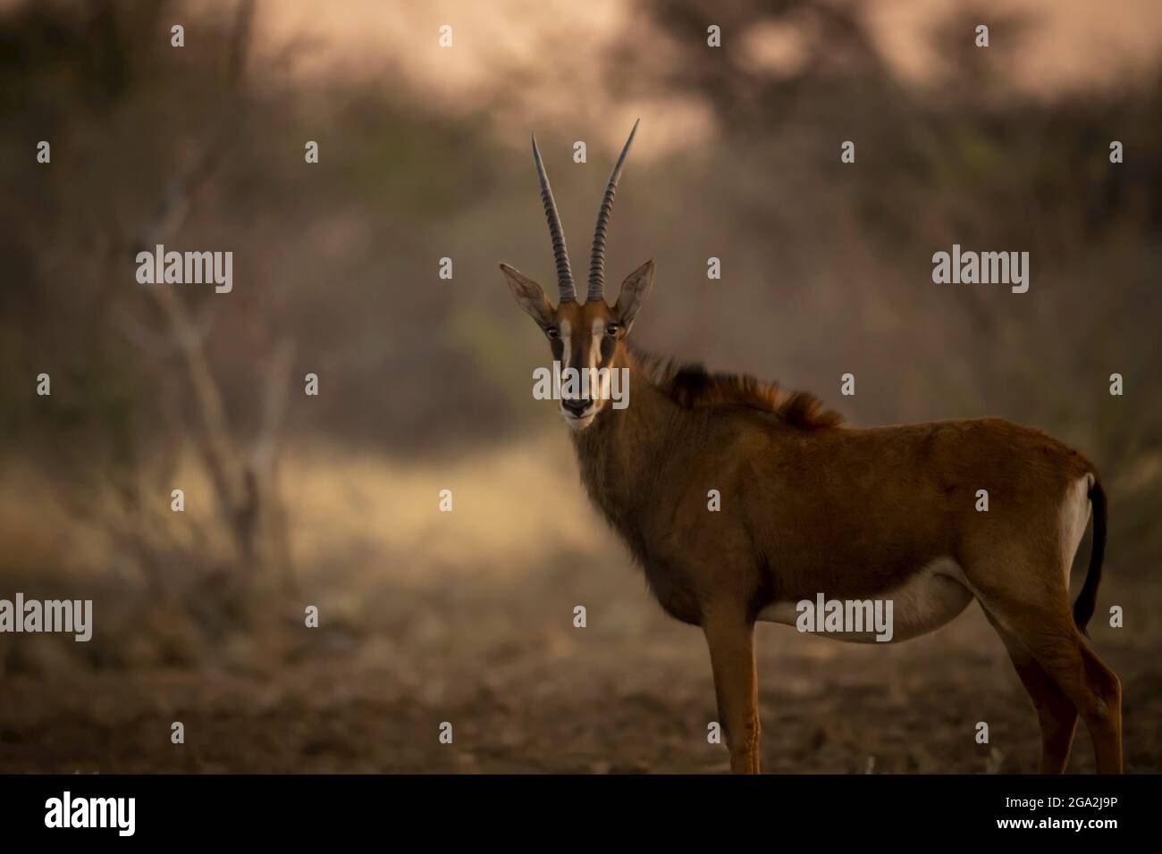 Portrait of male sable antelope (Hippotragus niger) standing in a field ...