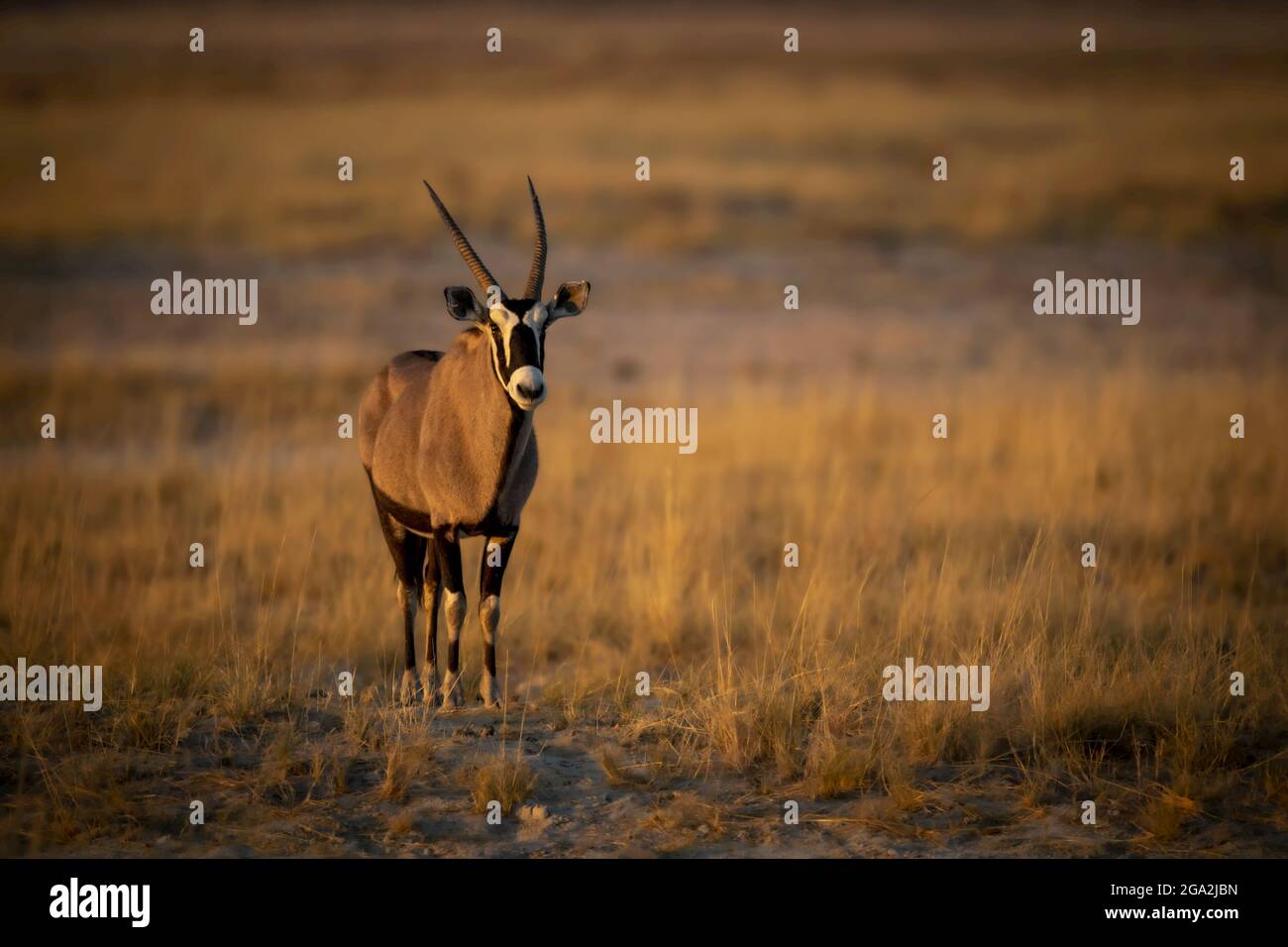 Close up eye oryx gemsbok hi-res stock photography and images - Alamy