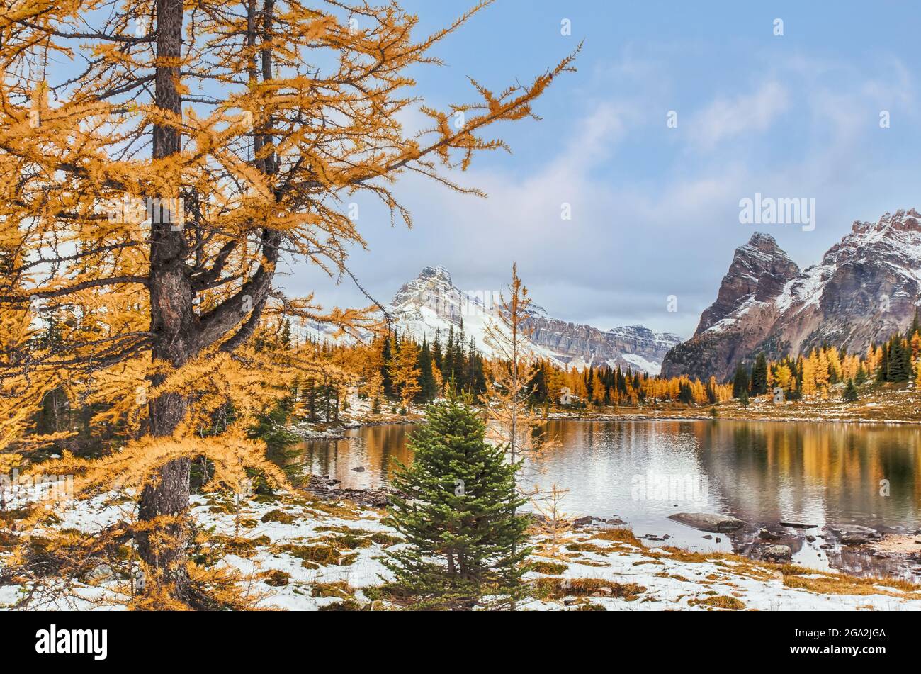 Larch trees in autumn colours around a pond in the Rocky Mountains of ...