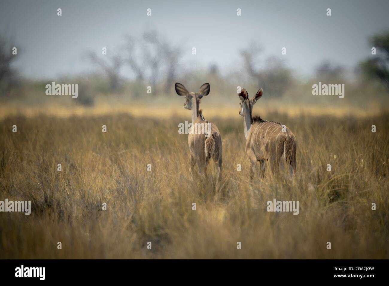 Greater kudu cows hi-res stock photography and images - Alamy