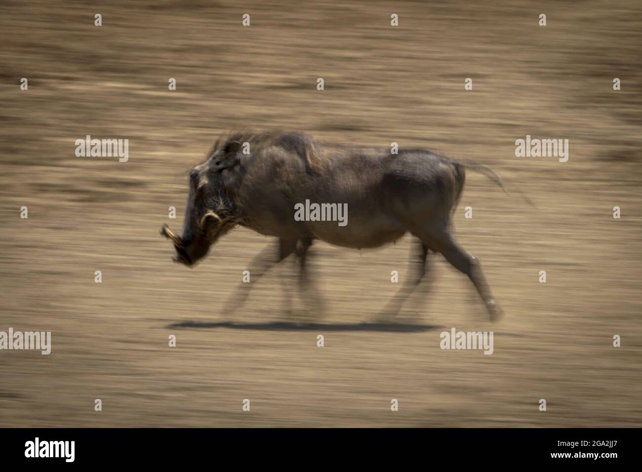 Warthog motion hi-res stock photography and images - Alamy