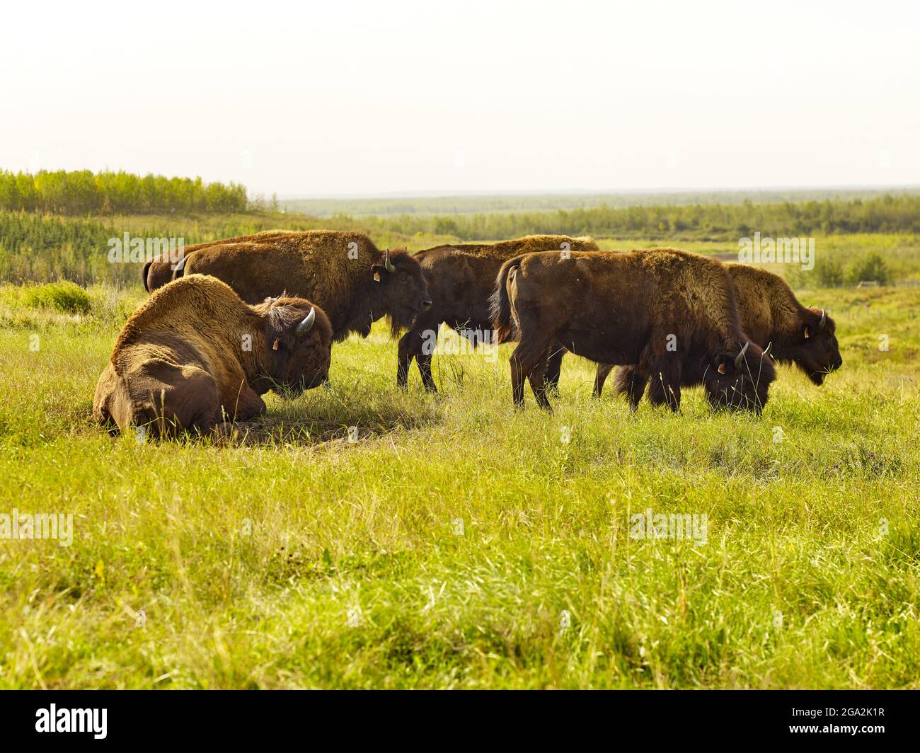 American Bison (Bison bison) grazing in a grassy field on an overcast ...