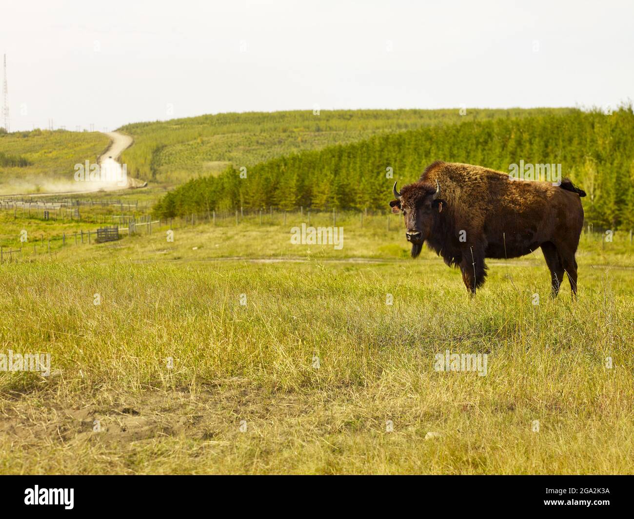 Portrait of American Bison (Bison bison) looking at the camera and ...