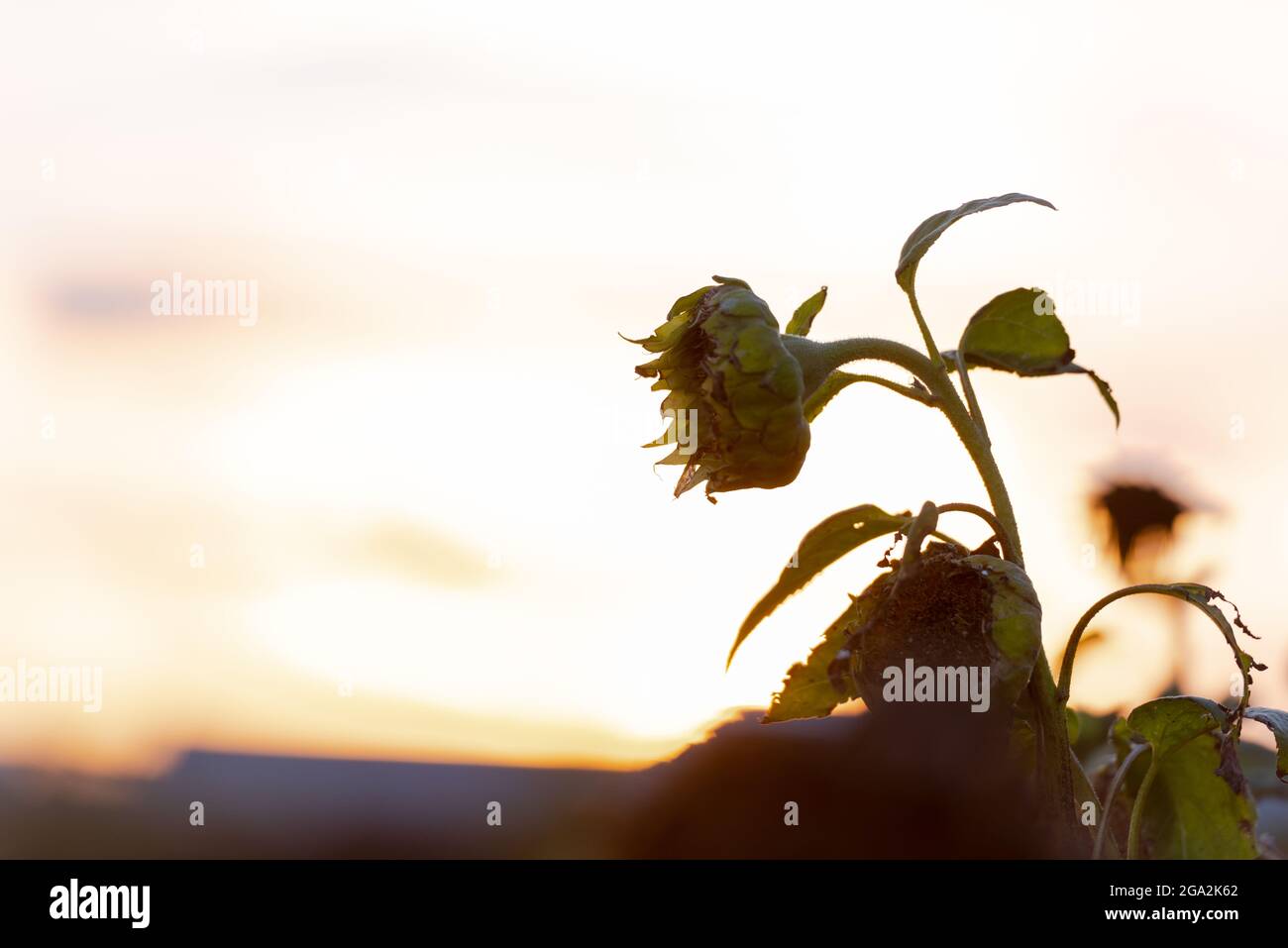 Sad sunflower hi-res stock photography and images - Alamy