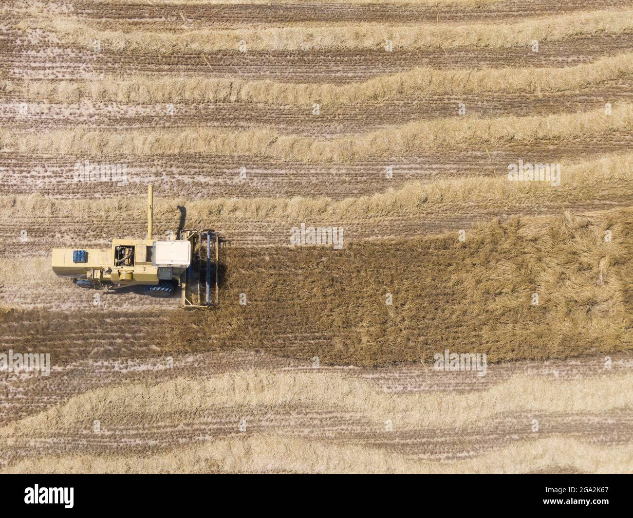 Aerial drone view of a yellow combine harvester harvesting in a cereal ...