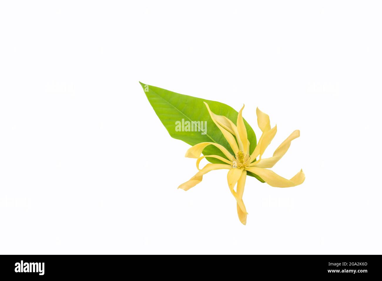 Ylang ylang isolated on white hi-res stock photography and images - Alamy