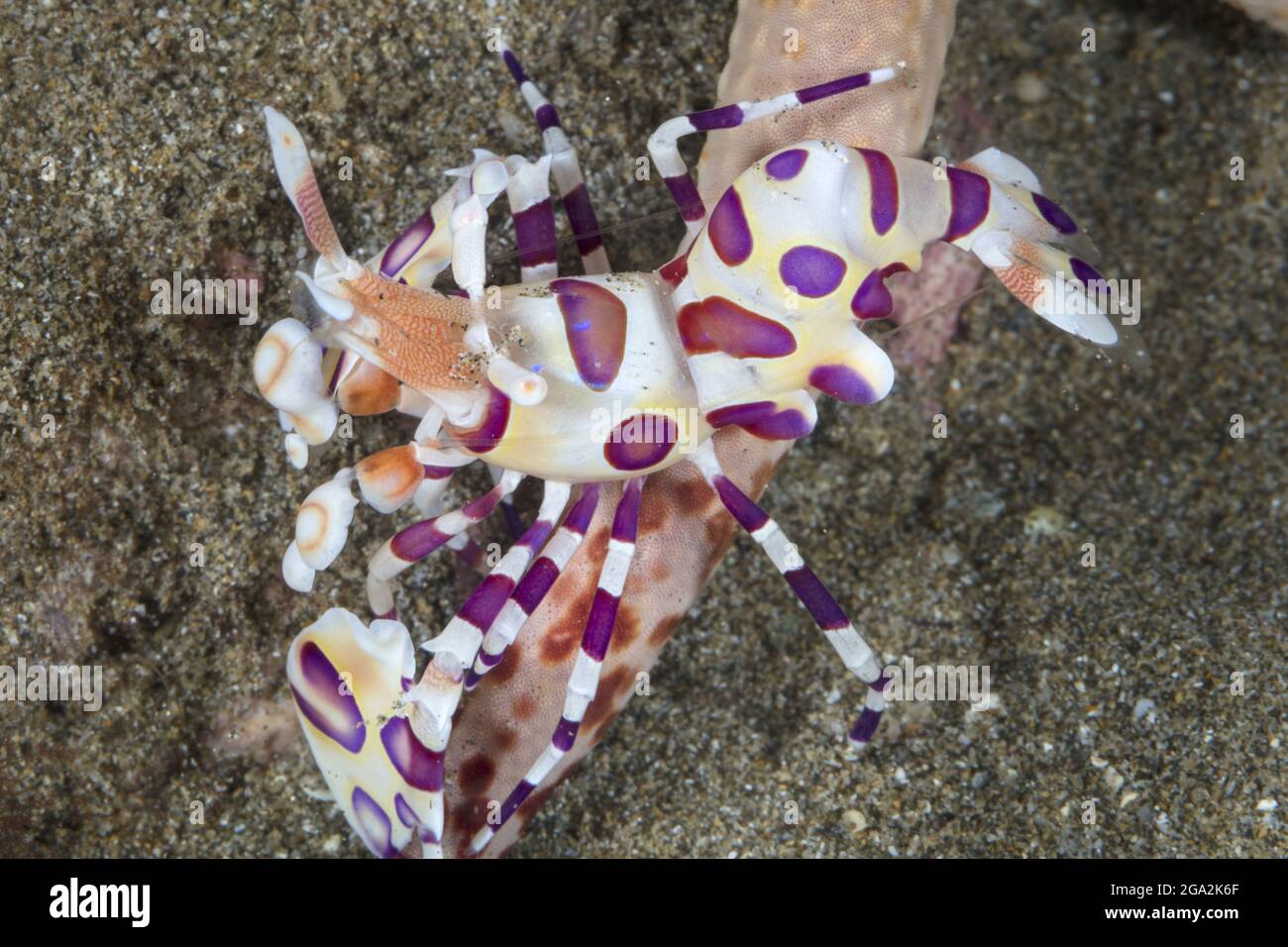 Harlequin Shrimp (Hymenocera picta) feeding on the ray of a starfish ...
