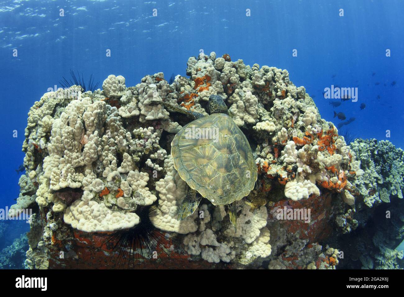 View of the shell back of a Hawaiian green sea turtle (Chelonia mydas ...