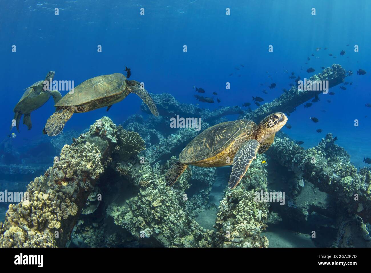 Three Hawaiian green sea turtles (Chelonia mydas) swimming along the ...
