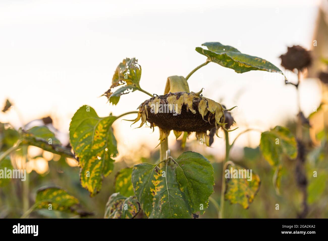 Sad and rotting sunflower in a field at sunset Stock Photo - Alamy