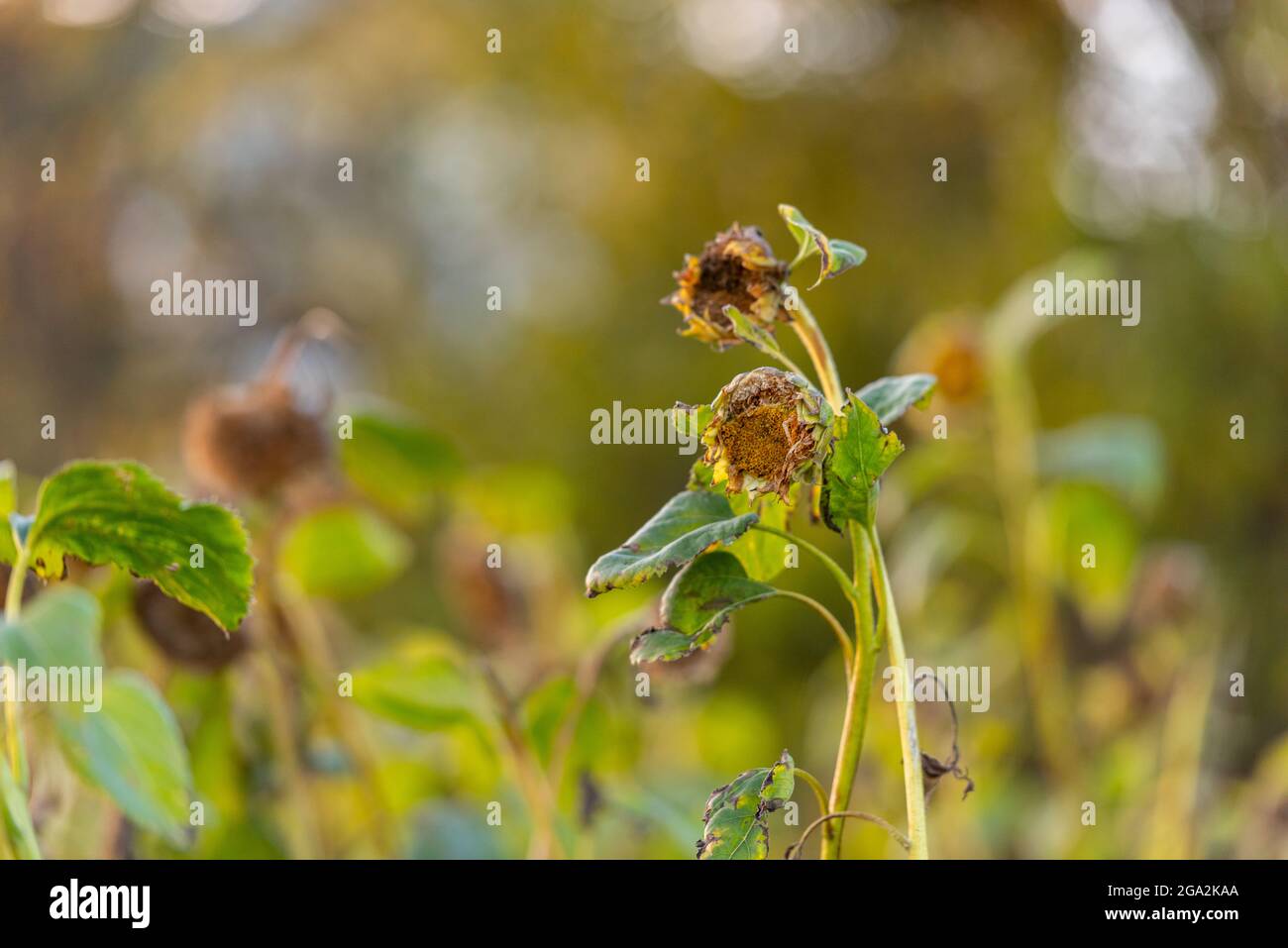 Sad sunflowers hi-res stock photography and images - Alamy