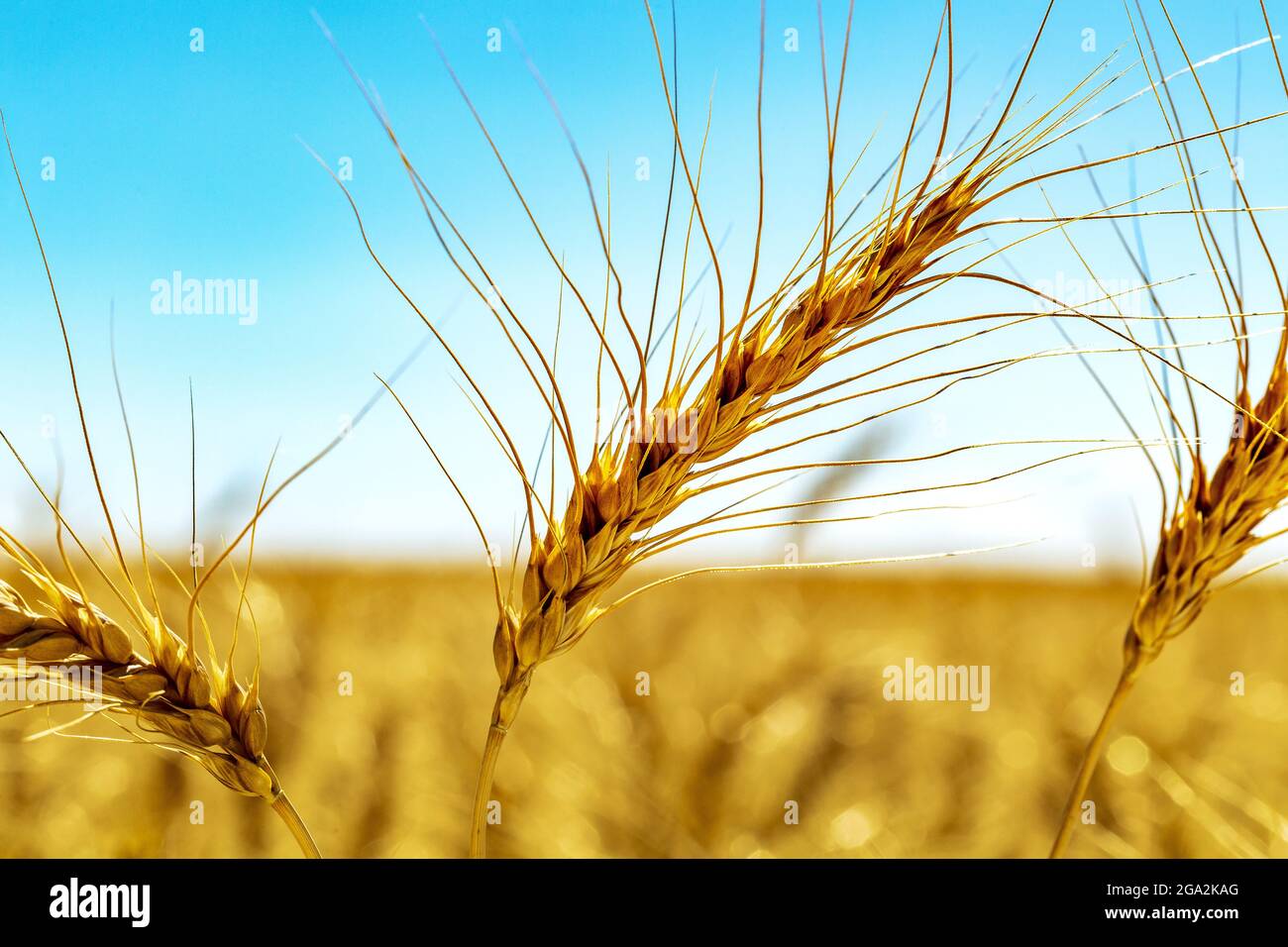 Backlit golden wheat ripening in hi-res stock photography and images ...