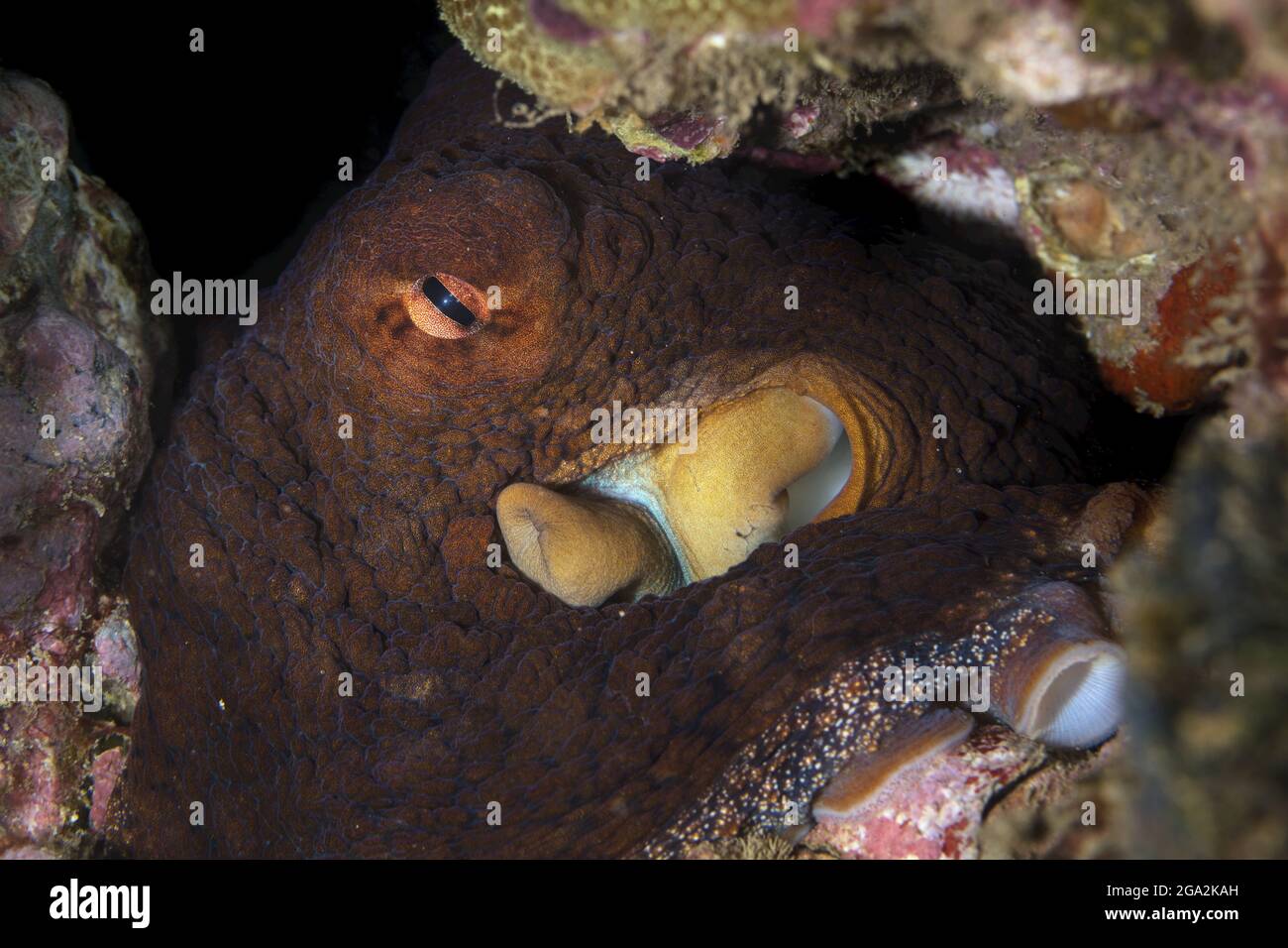 Close-up detail of the eye and siphon of a Hawaiian day octopus ...