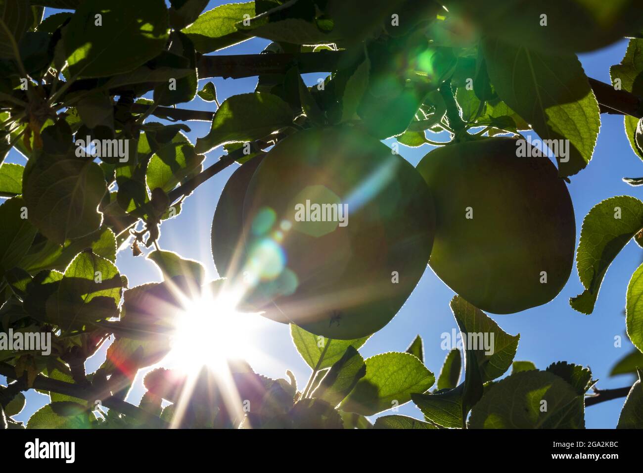 Sunburst in amongst a backlit apple tree, with a group of apples ...