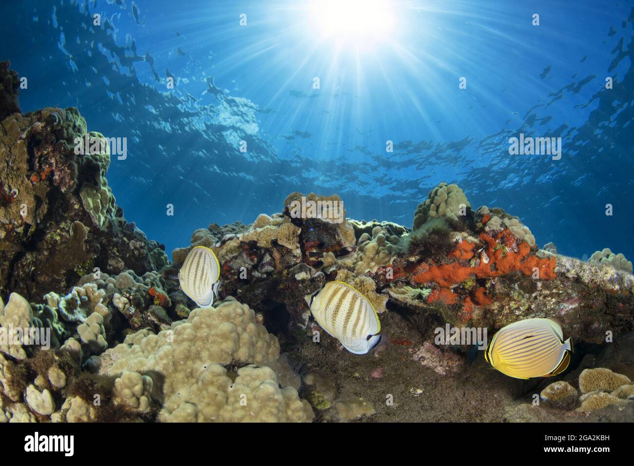Endemic multiband butterflyfish (Chaetodon multicinctus) swimming with ...