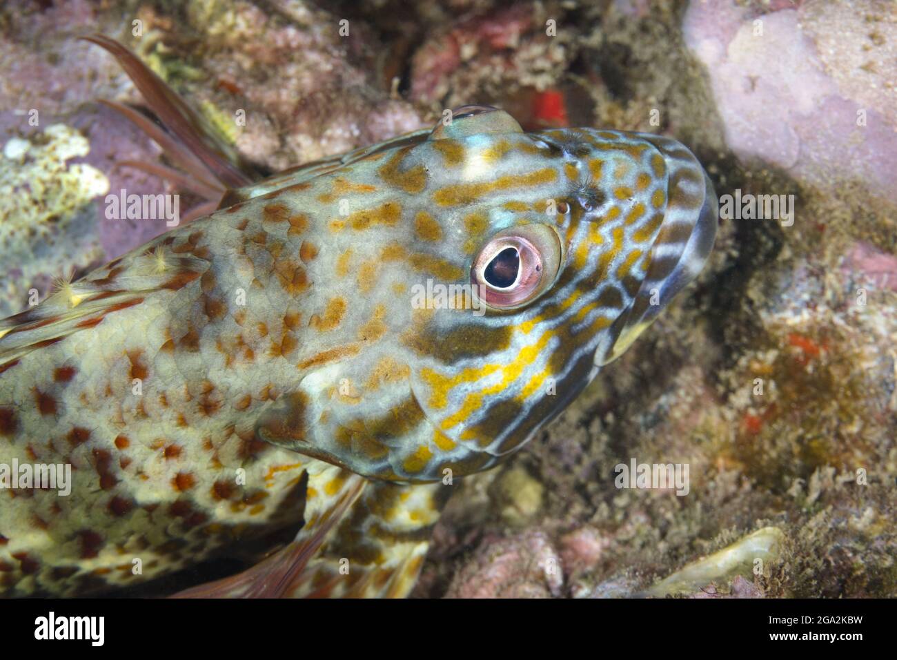 Pinnulatus hi-res stock photography and images - Alamy