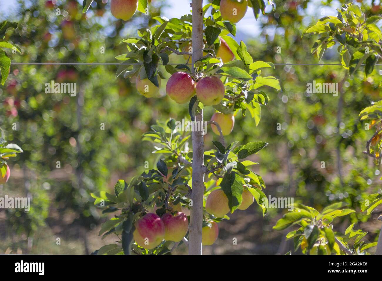 Apple tree in a traditional orchard hi-res stock photography and images ...