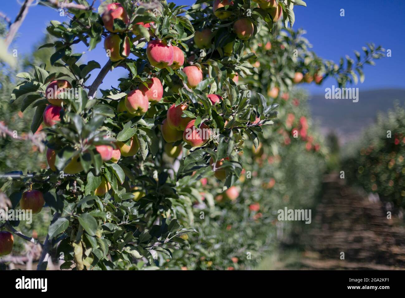 Close-up of apples (Malus domestica) growing on an espalier structure ...