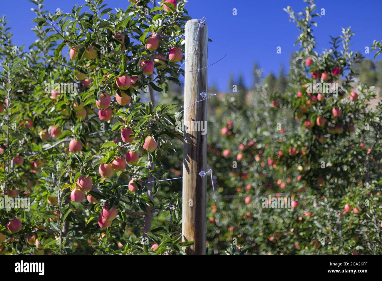 Apples tree fence hi-res stock photography and images - Alamy