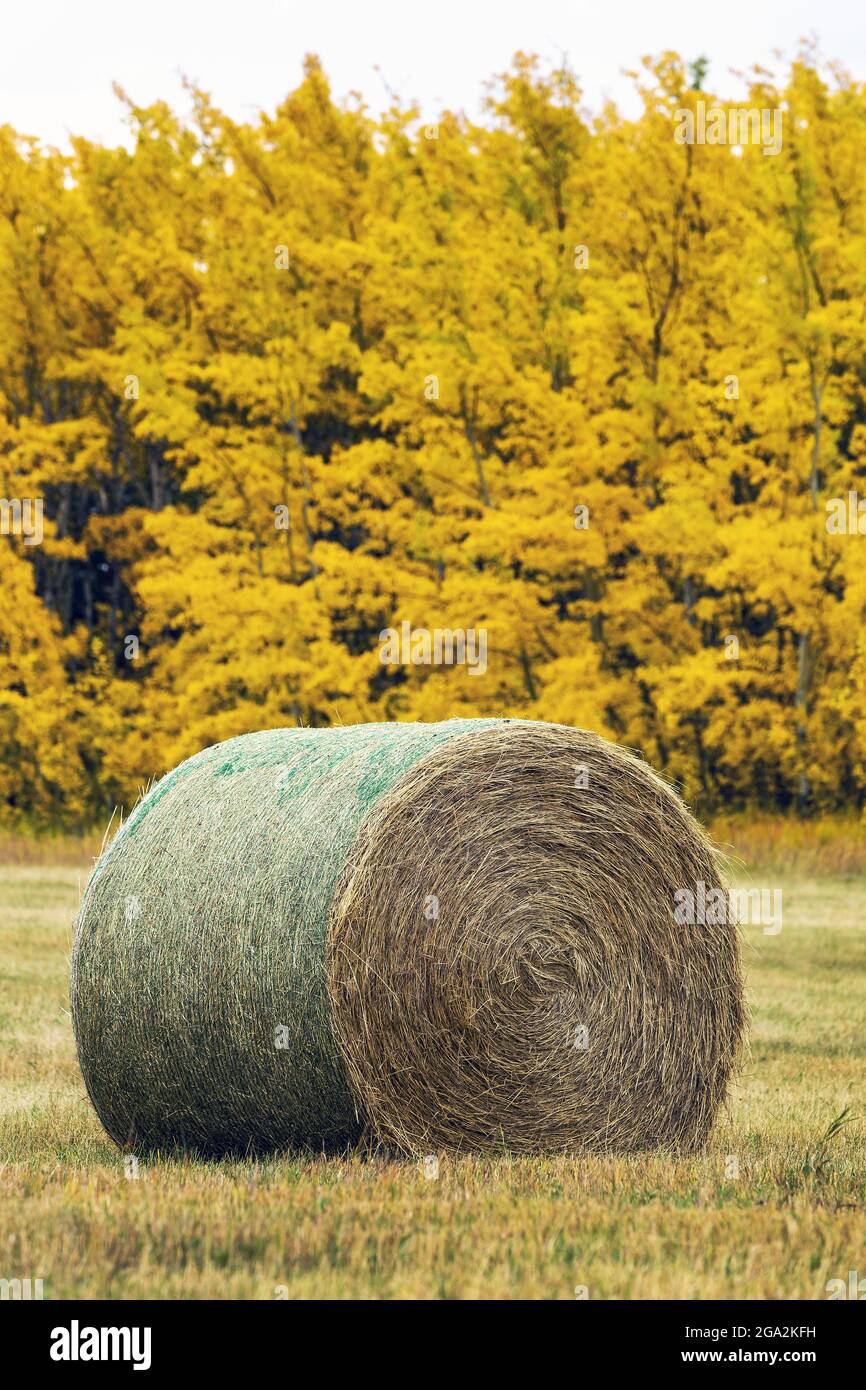Hay in a roll hi-res stock photography and images - Alamy