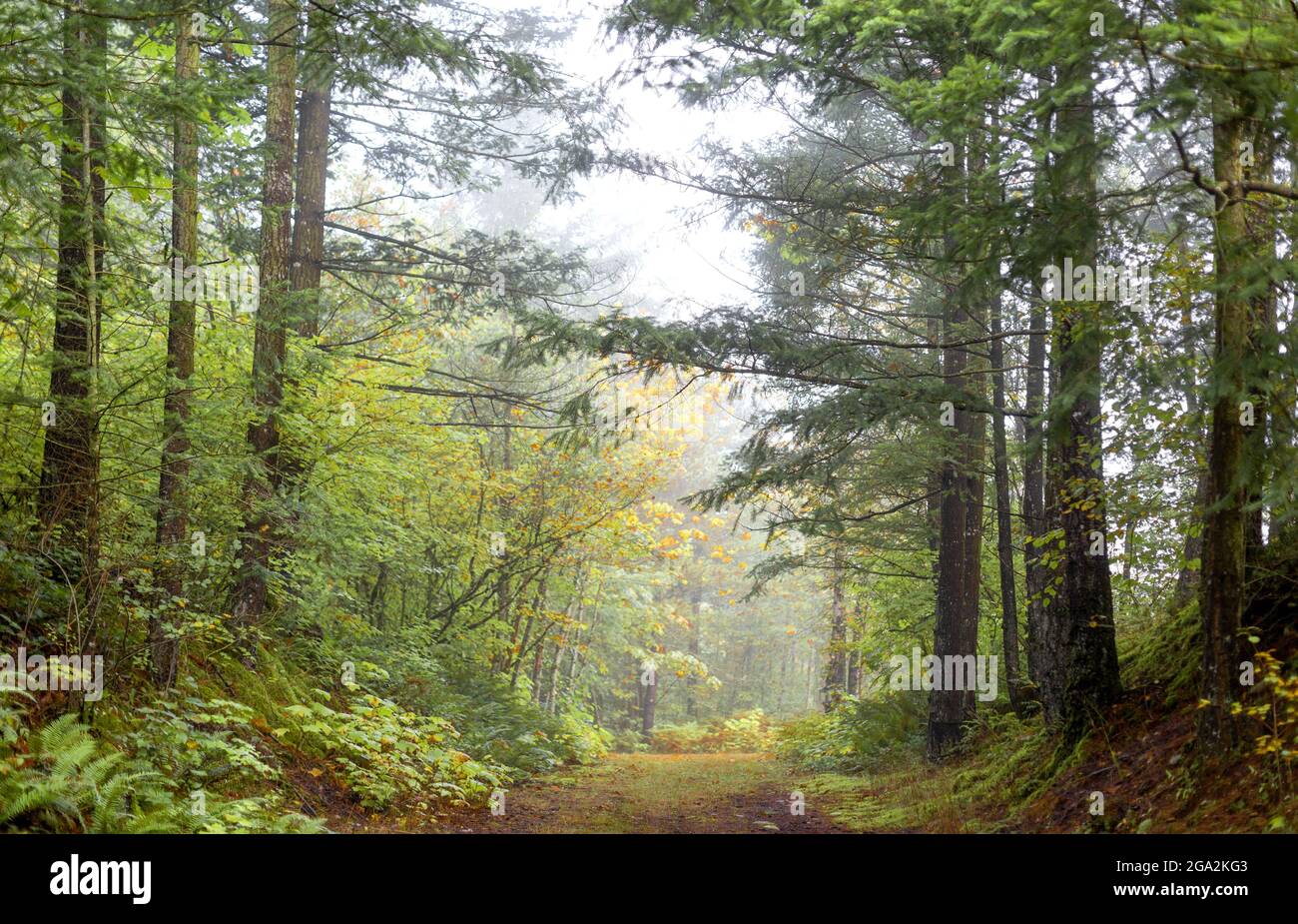 Misty morning along a trail in autumn along the Fraser River; Hope ...
