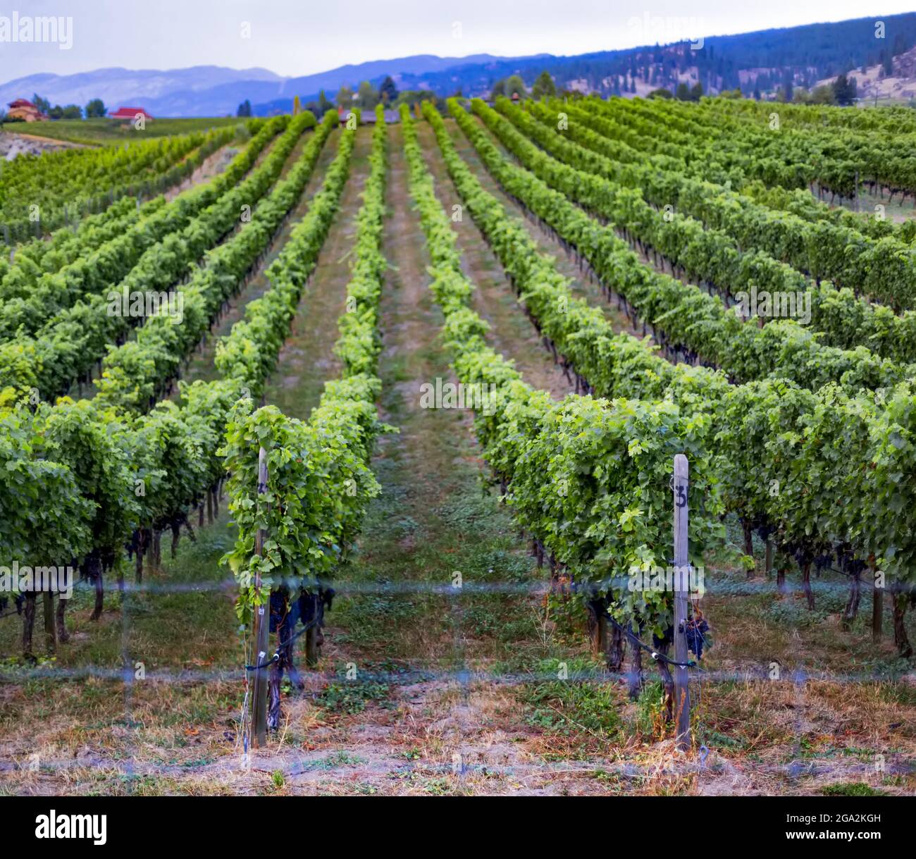 Rows of lush grapevines in a vineyard on a hillside along the Lower ...