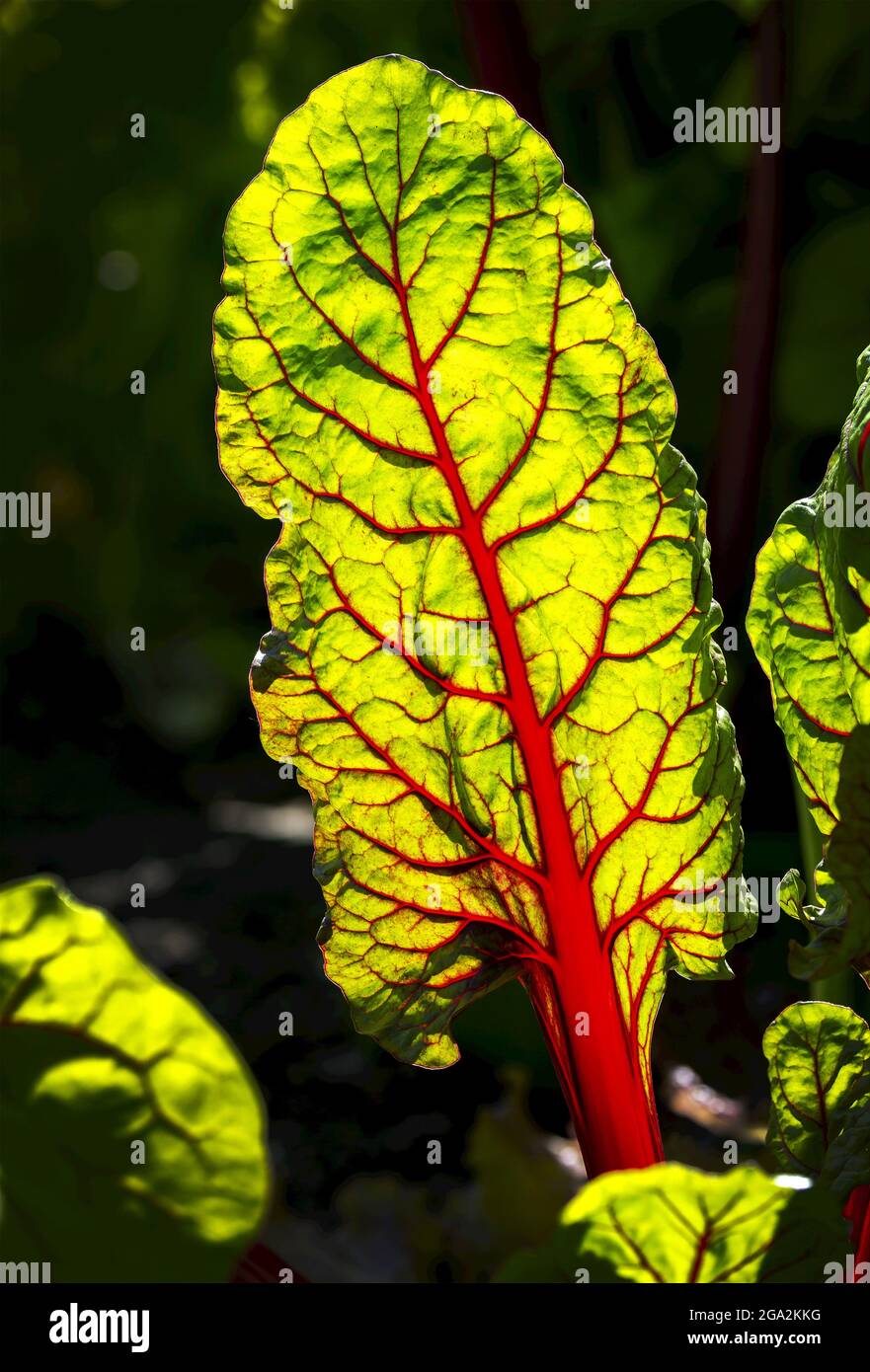Close-up of a backlit swiss chard leaf (Beta vulgaris subsp. vulgaris ...