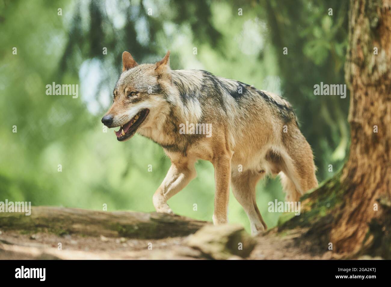 Eurasian wolf cub hi-res stock photography and images - Alamy