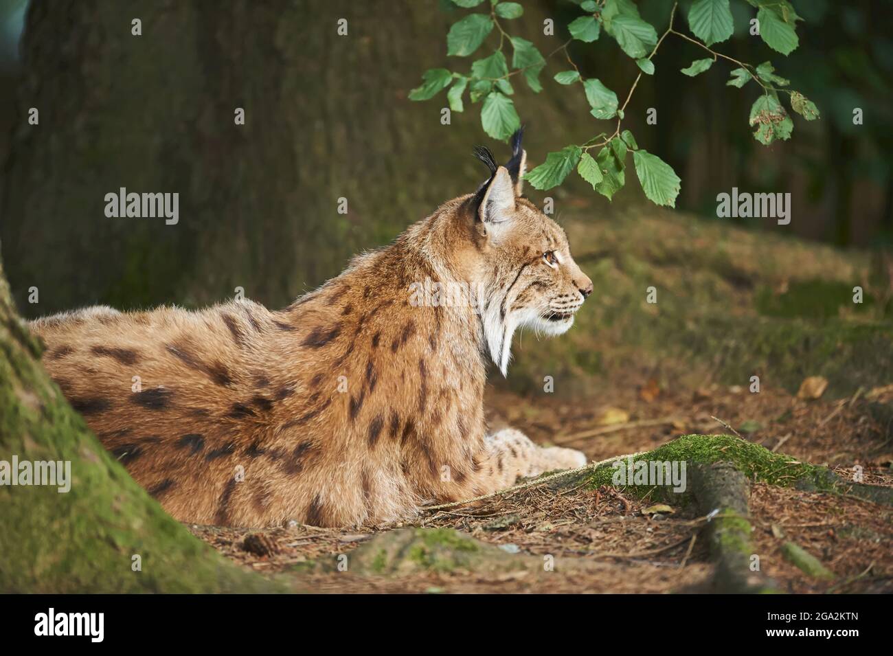 Eurasian lynx (Lynx lynx) staying in a forest, captive; Germany Stock ...