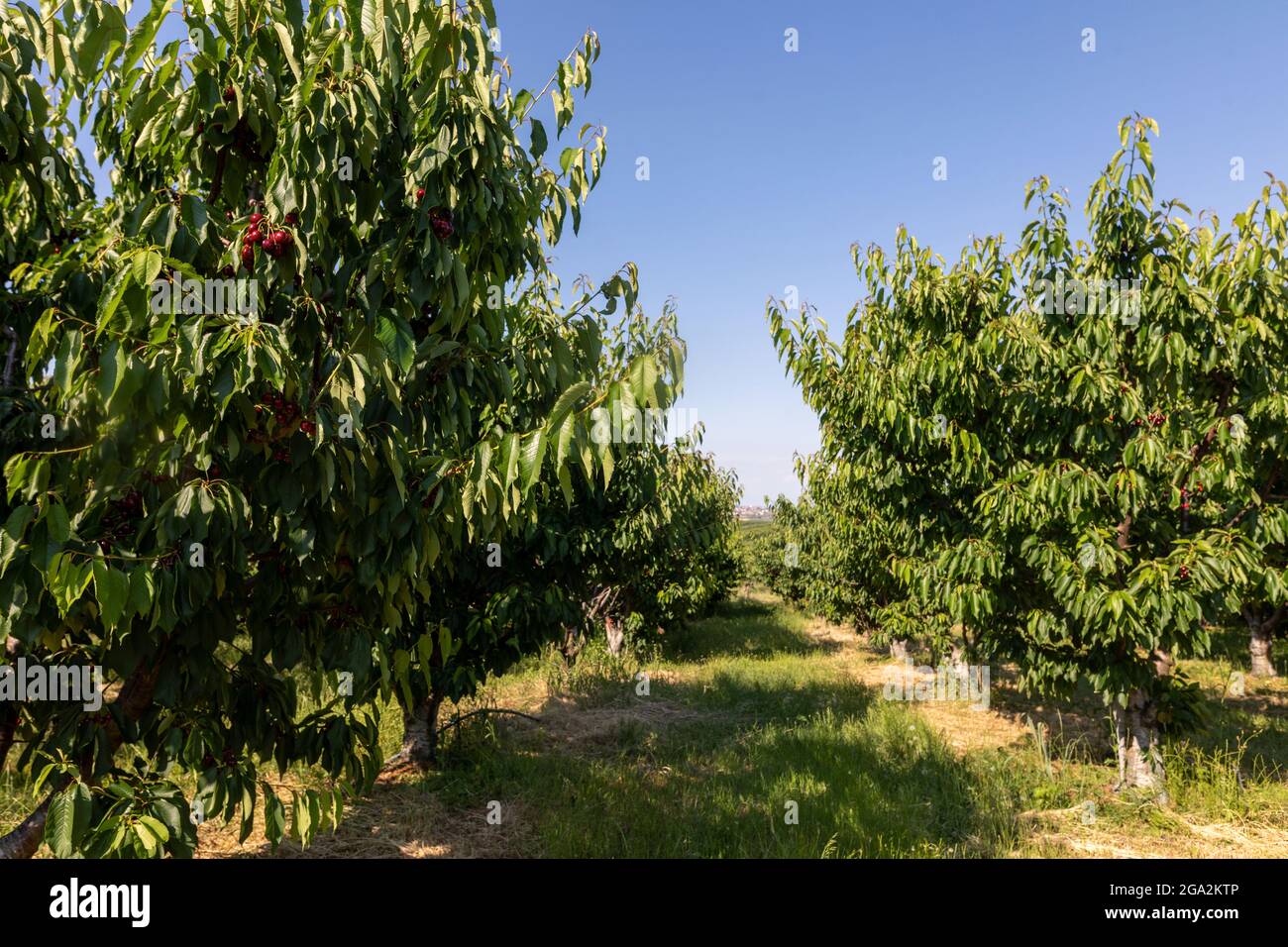 Large fruits hi-res stock photography and images - Alamy