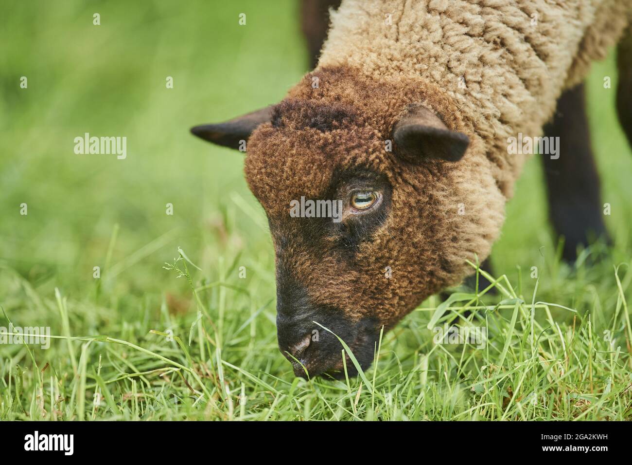 Close-up of a brown sheep (Ovis aries) standing in a field eating grass; Bavaria, Germany Stock ...