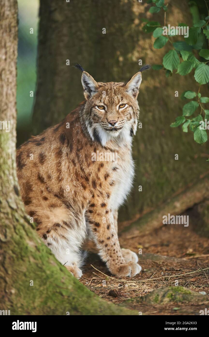 Eurasian lynx (Lynx lynx) in a forest, captive; Germany Stock Photo - Alamy
