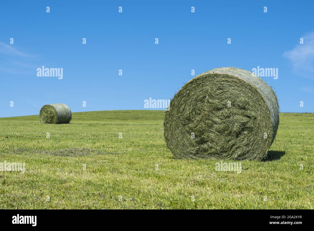 Two large hay rolls on a green, cut meadow with a bright blue sky ...