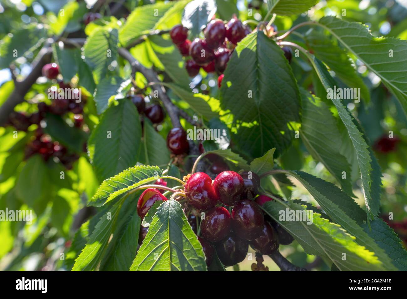 Cherry illustration set hi-res stock photography and images - Alamy