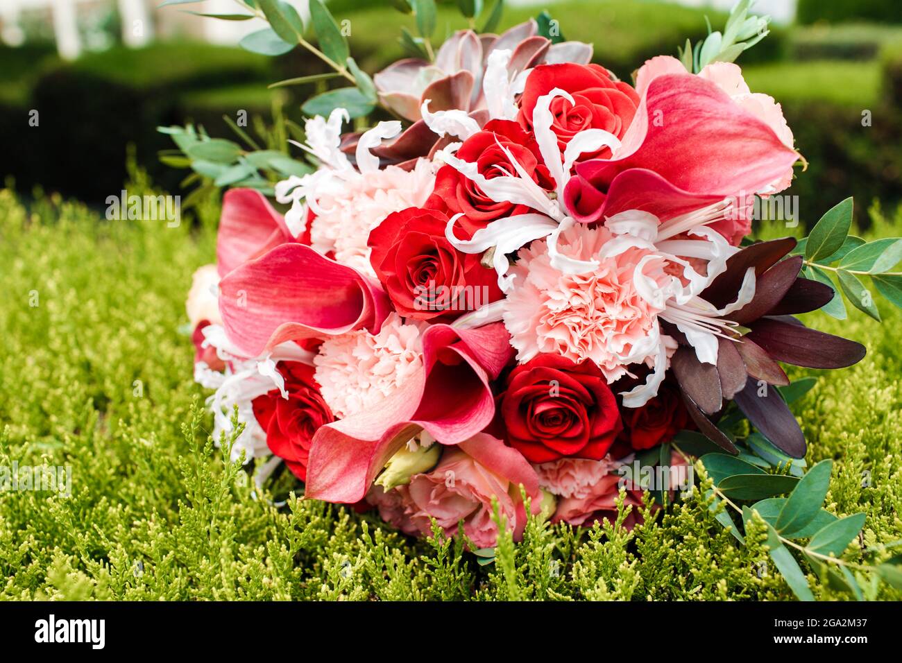 Red bridal bouquet of peonies and roses. Scenery for the wedding Stock ...