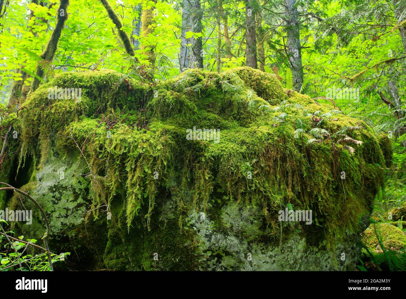 a exterior picture an Pacific Northwest rainforest Stock Photo - Alamy