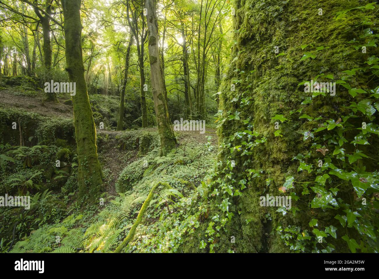 Ivy growing on a mossy tree trunk in Pigeon Hole Wood along the nature ...