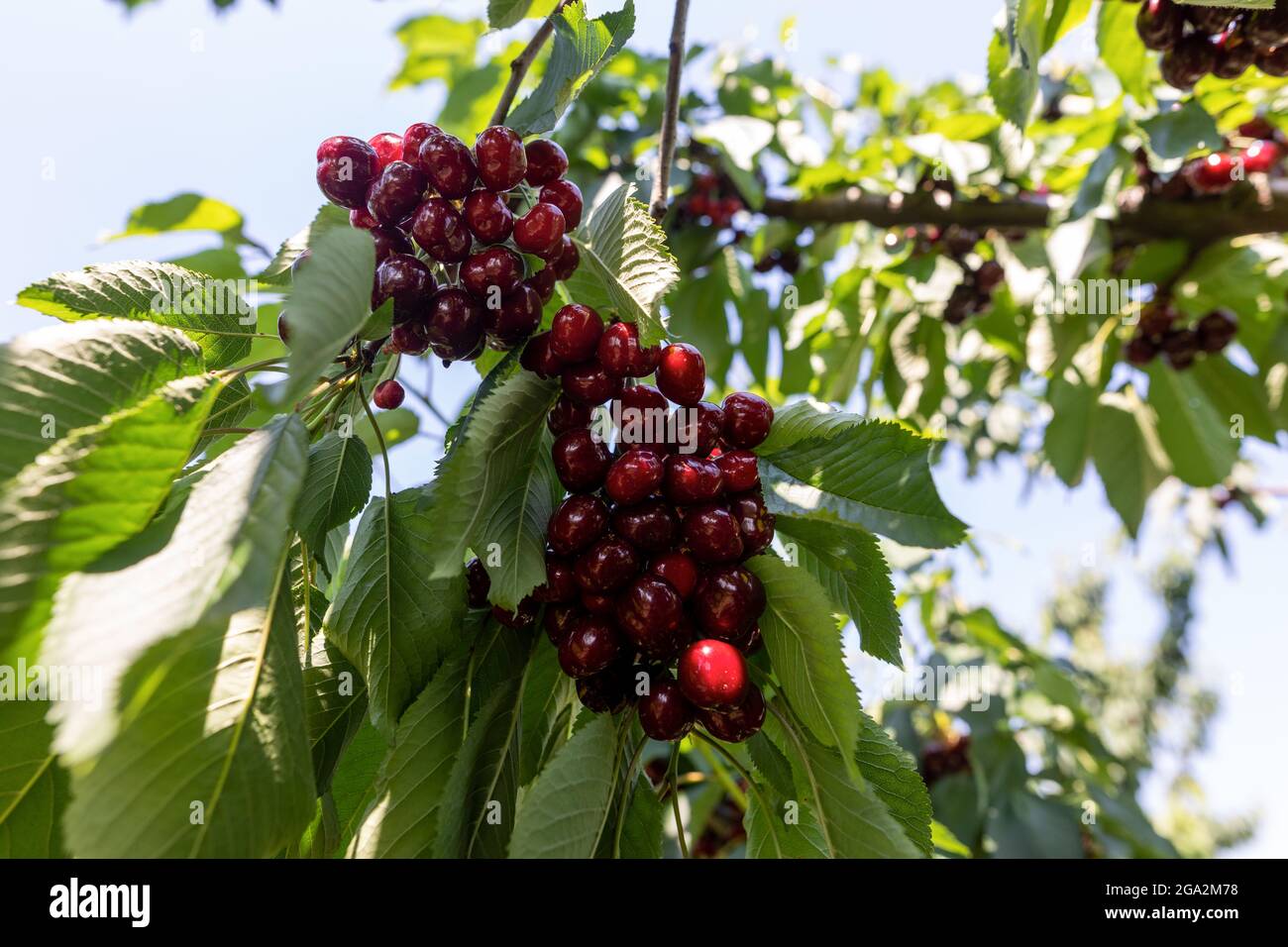 Large fruits hi-res stock photography and images - Alamy