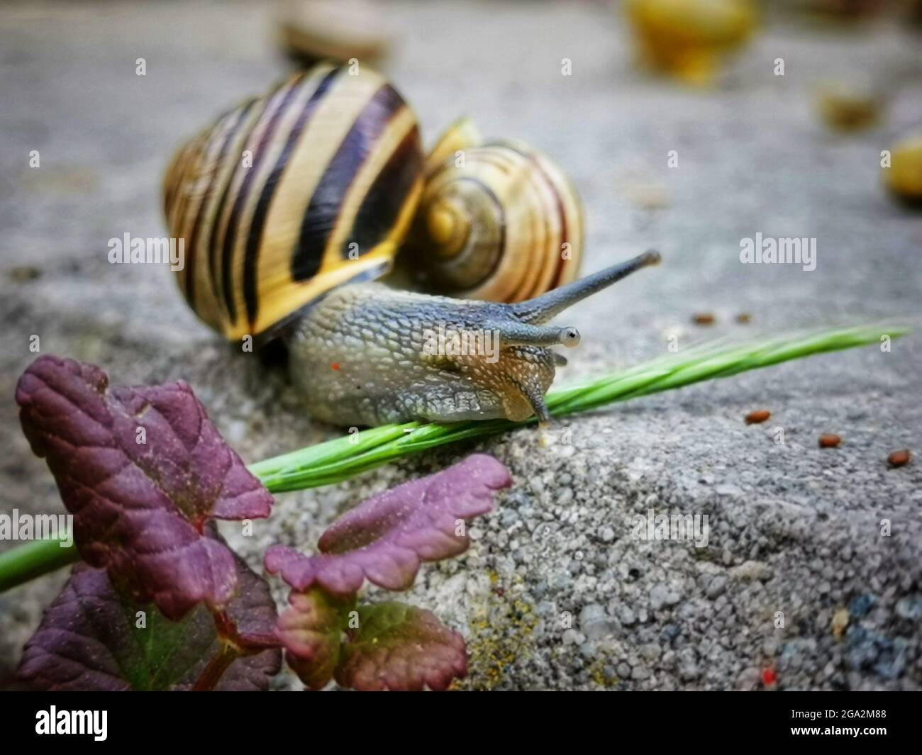 Closeup shot of a cute snail, eating green grass on a stone Stock Photo ...