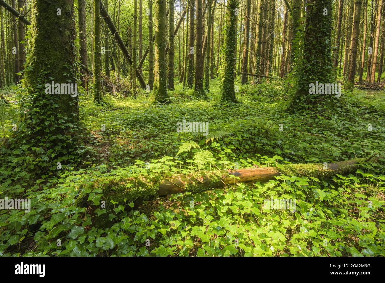 Sunlight illuminating an ivy covered fallen tree in Pigeon Hole Wood ...