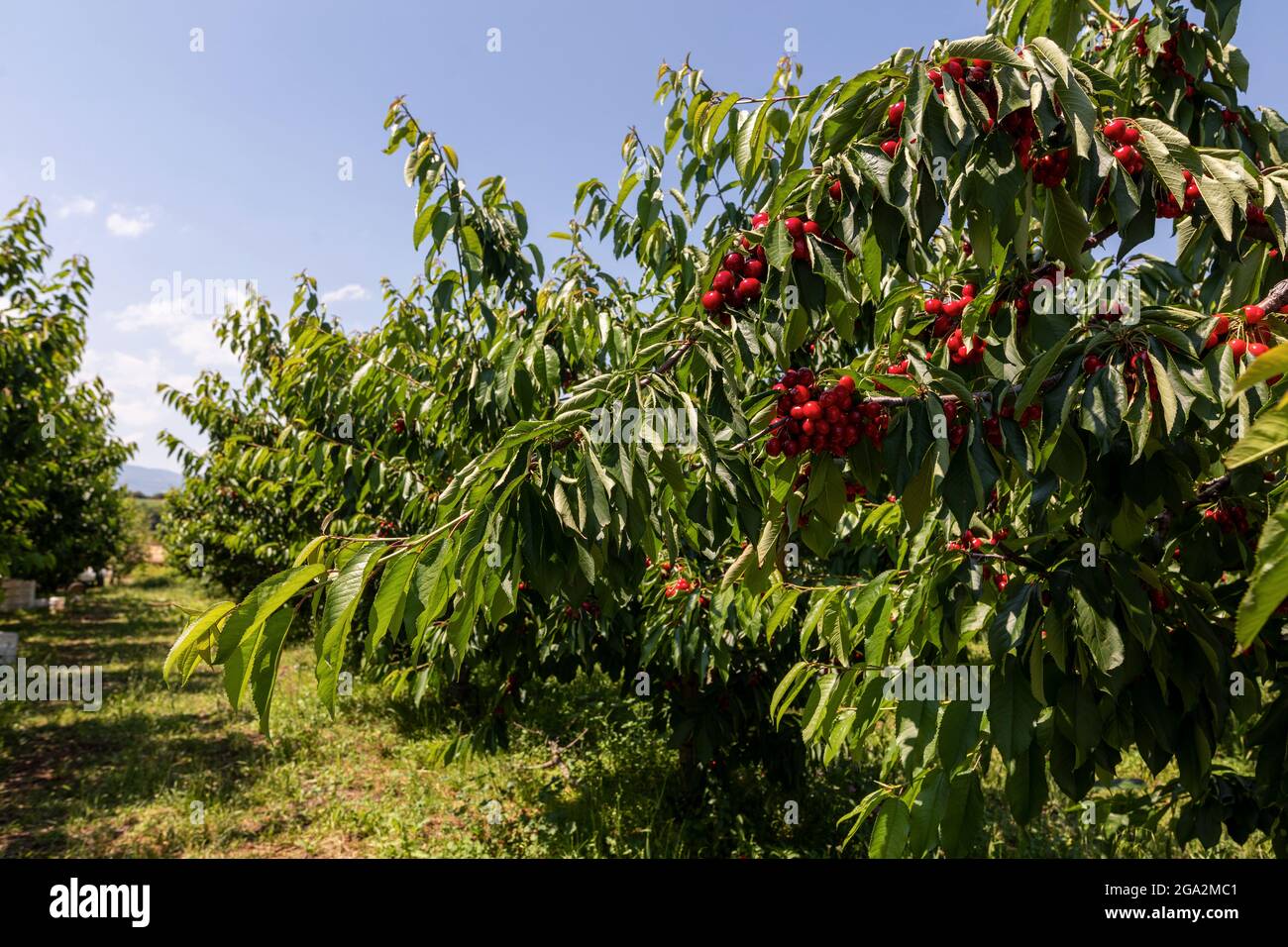 Large fruits hi-res stock photography and images - Alamy