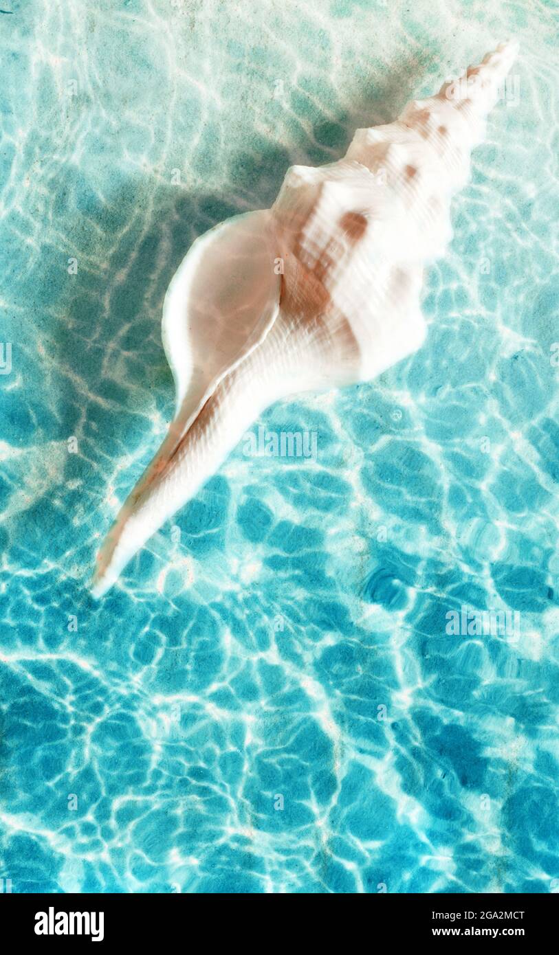 Big seashell on the summer beach in sea water. Summer background ...