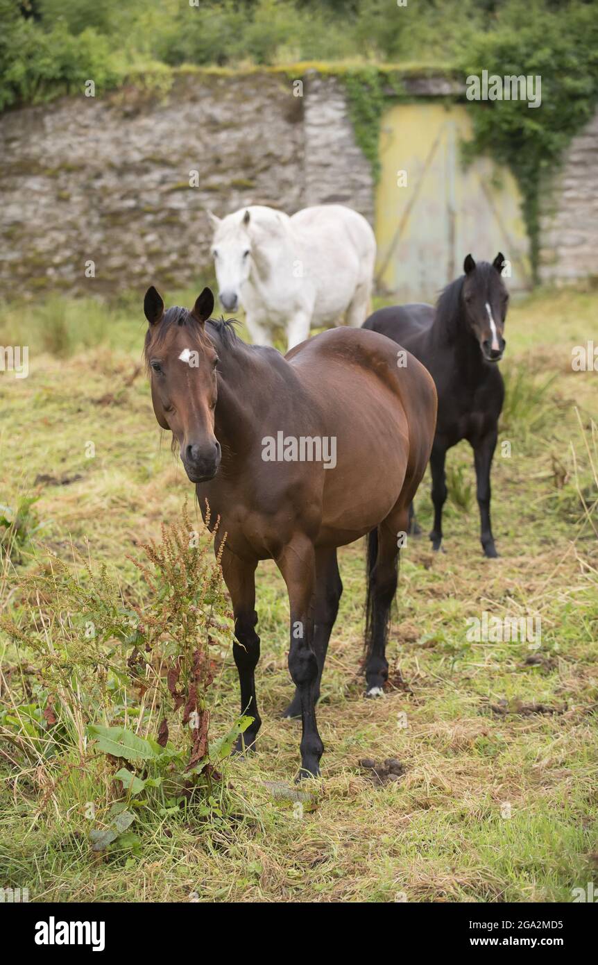 Portrait of horses (Equus ferus caballus) grazing in a field of grass ...