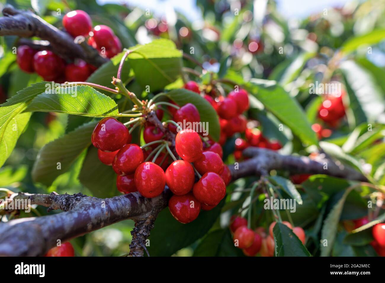 Tree orchard illustration hi-res stock photography and images - Alamy