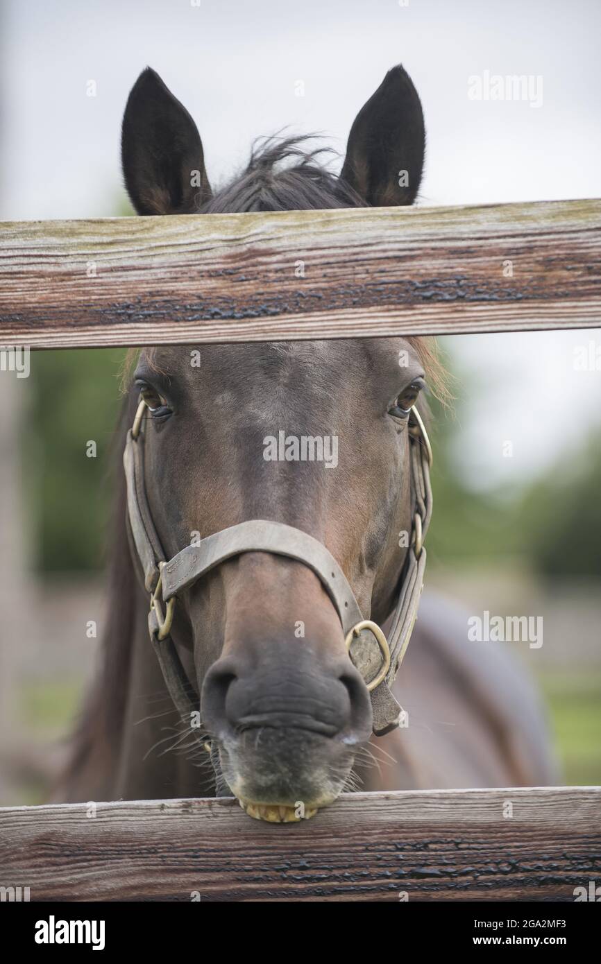 Portrait of a breeding horse (Equus ferus caballus) standing behind ...