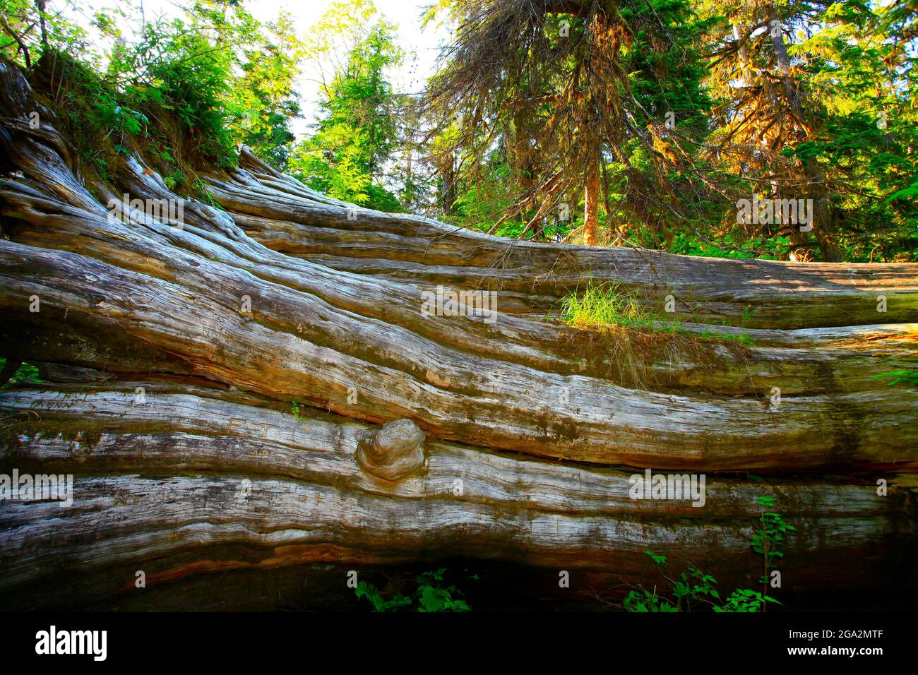 a exterior picture of an Pacific Northwest rainforest with a Fallen old ...