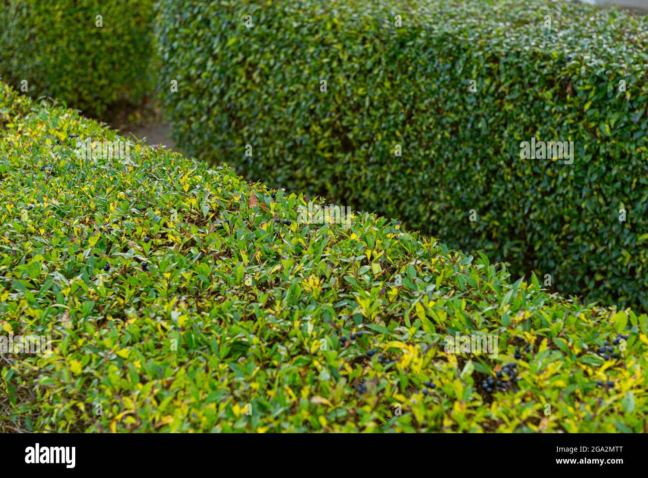 Trim hedges hi-res stock photography and images - Alamy